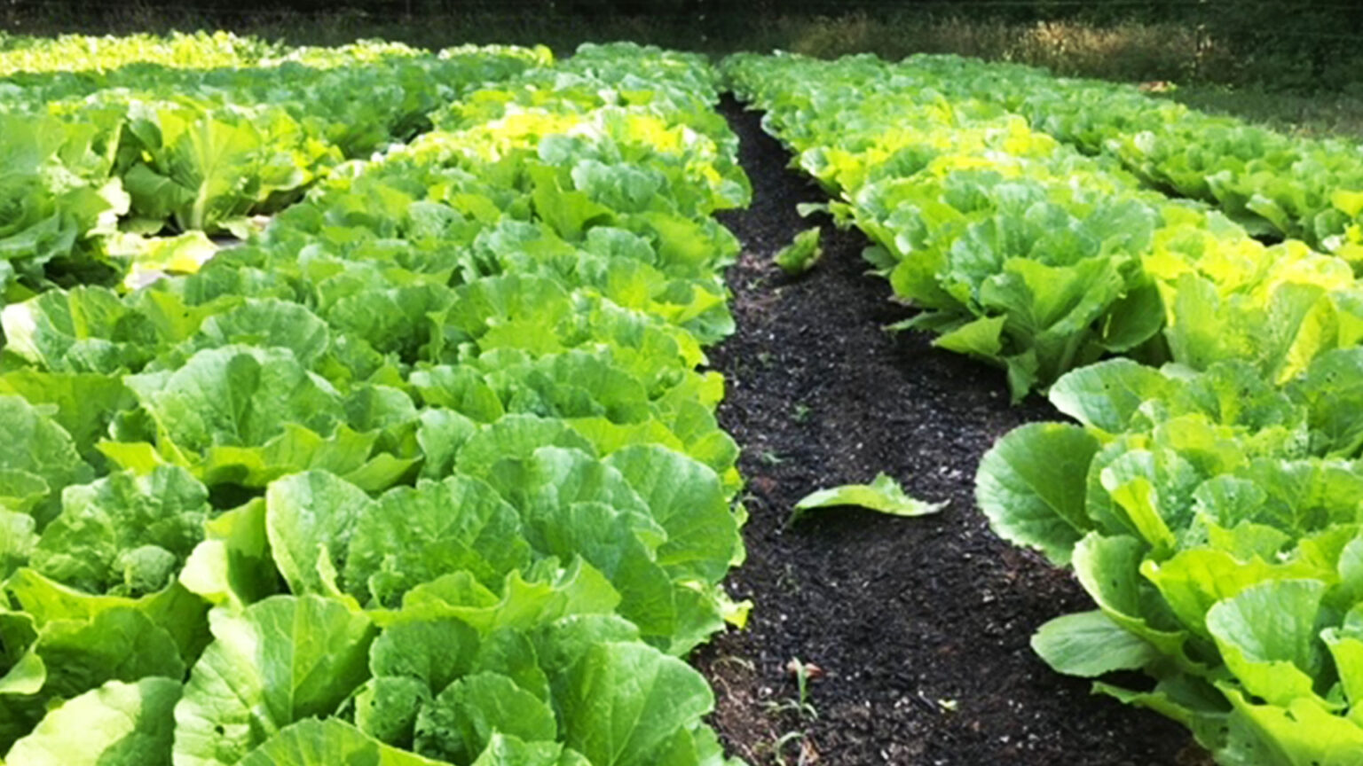 Education - Atlas Organics
